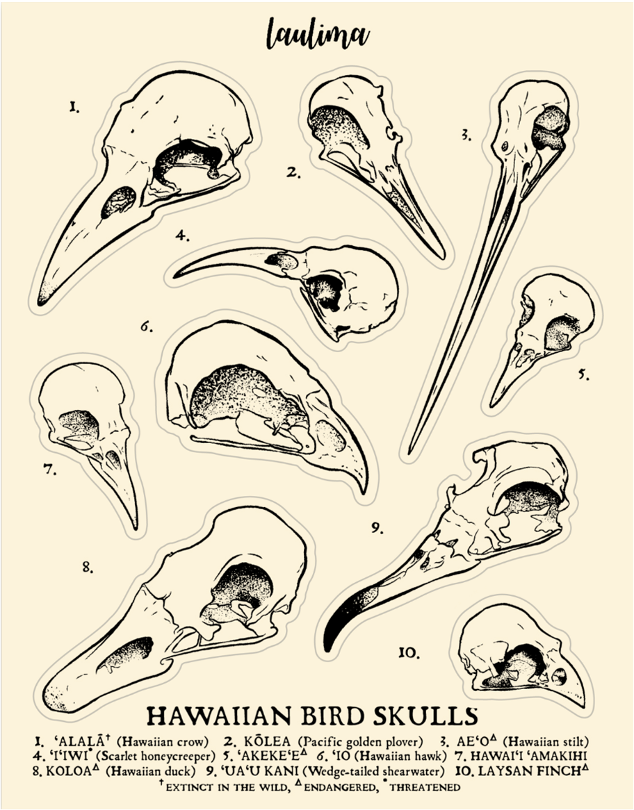 Bird Skull Sticker Sheet – Laulima