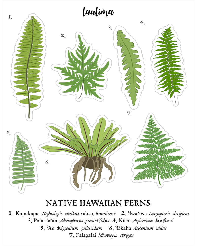 Fern Sticker Sheet – Laulima