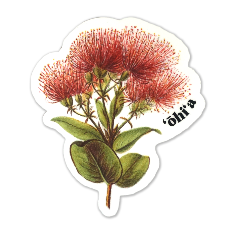 ʻŌhiʻa Sticker – Laulima